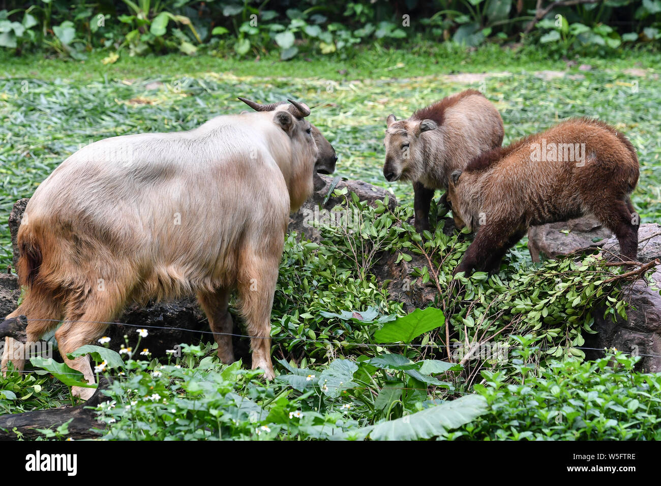 The golden takin babies, the latest offspring of the herd of the ...