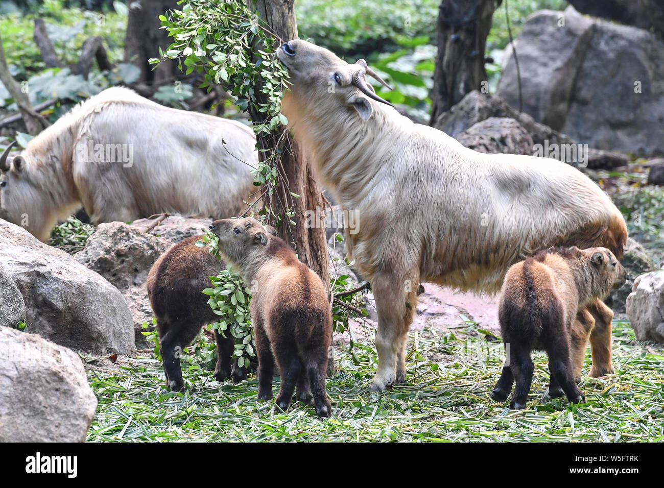 The golden takin babies, the latest offspring of the herd of the ...