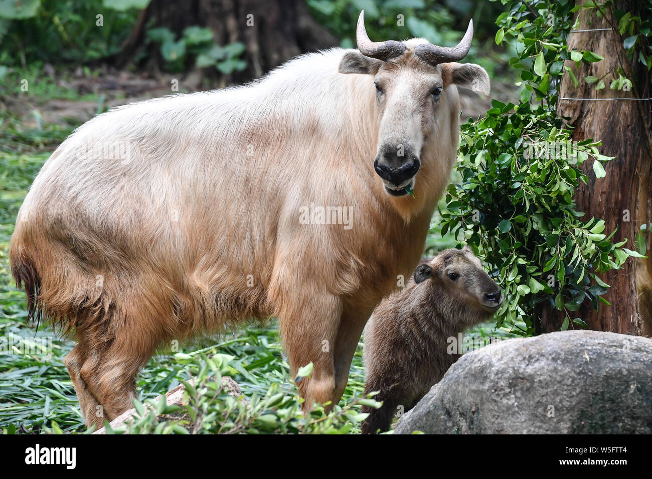 The golden takin babies, the latest offspring of the herd of the ...