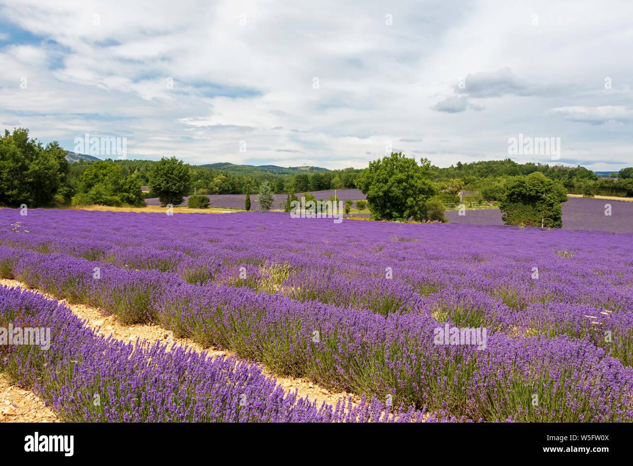 Purple lavender fields at mountainous, late-blooming location. One of ...