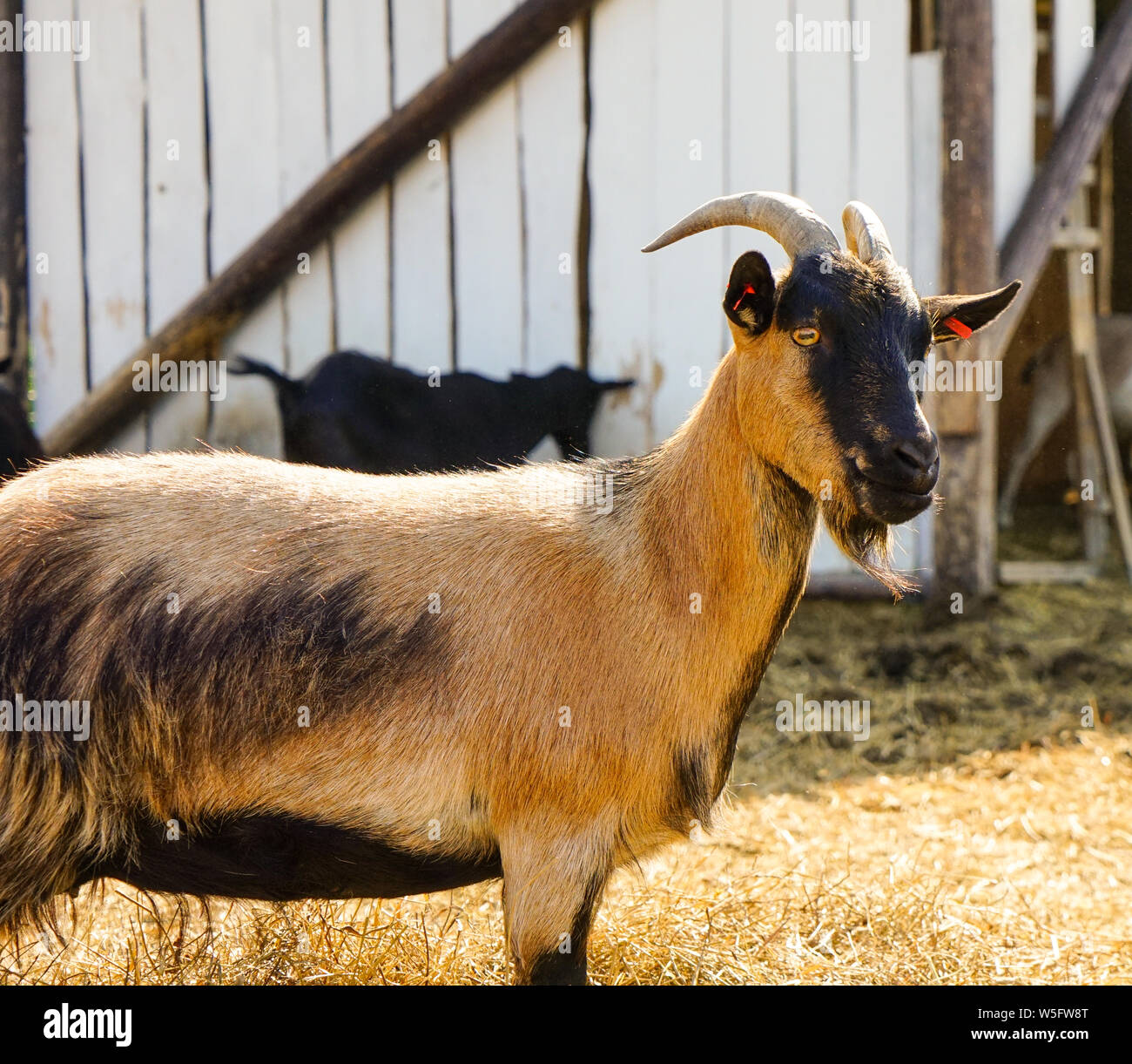 Beautiful goats in the park Stock Photo - Alamy