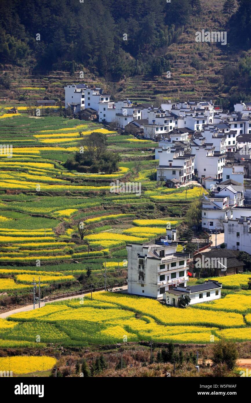 Landscape of a golden rapeseed field in full blossom in Wuyuan county ...
