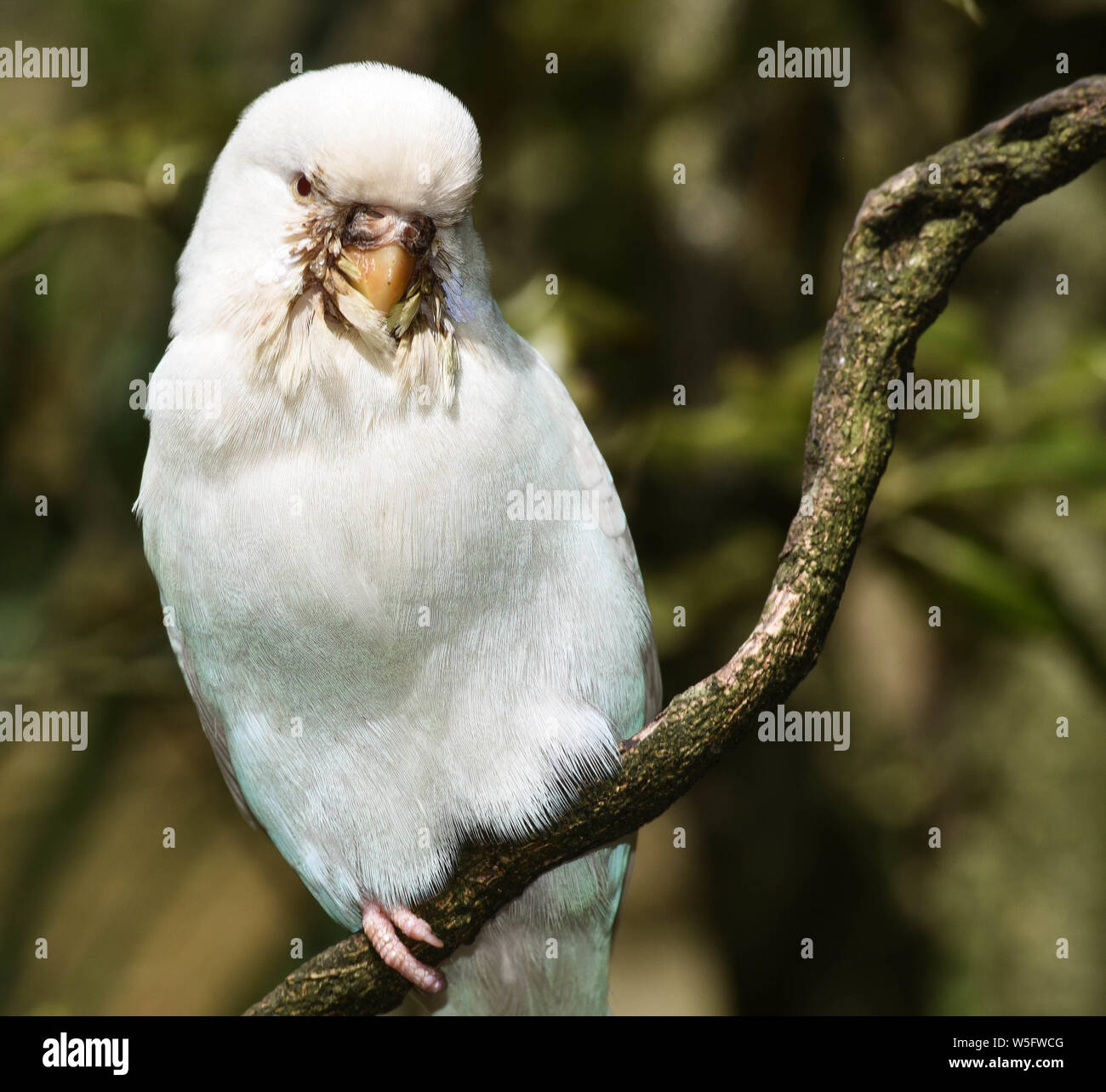 White parrot hi-res stock photography and images - Alamy