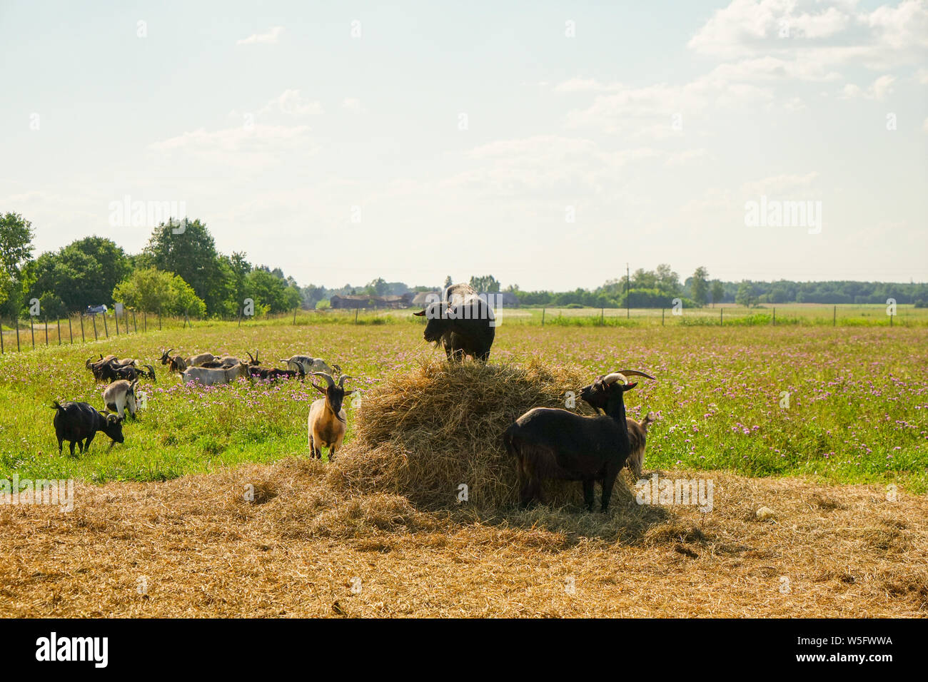 Beautiful goats in the park Stock Photo - Alamy