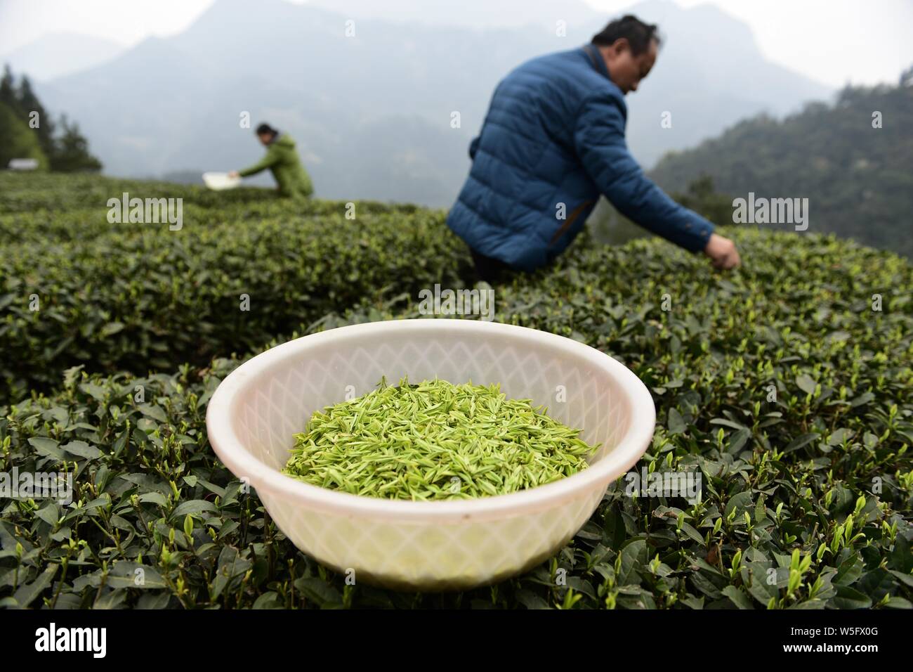 Chinese farmers harvest tea leaves at a tea plantation in Huazhishan ...