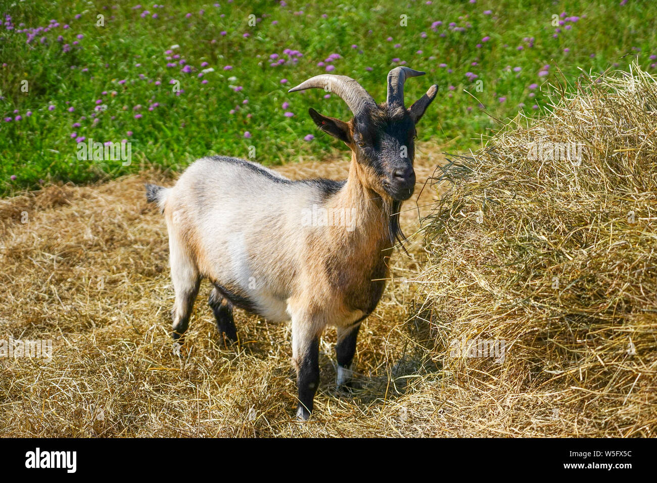 Beautiful goats hi-res stock photography and images - Alamy