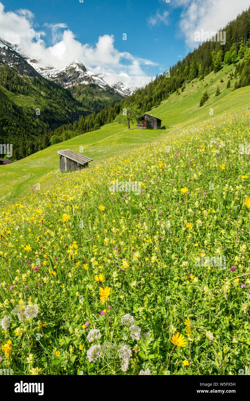 Austria tyrol meadow mountains flowers hi-res stock photography and ...