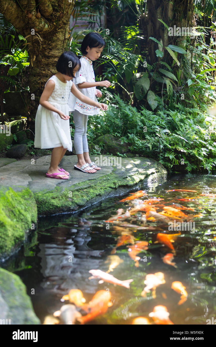 Feeding koi kids asian hi-res stock photography and images - Alamy