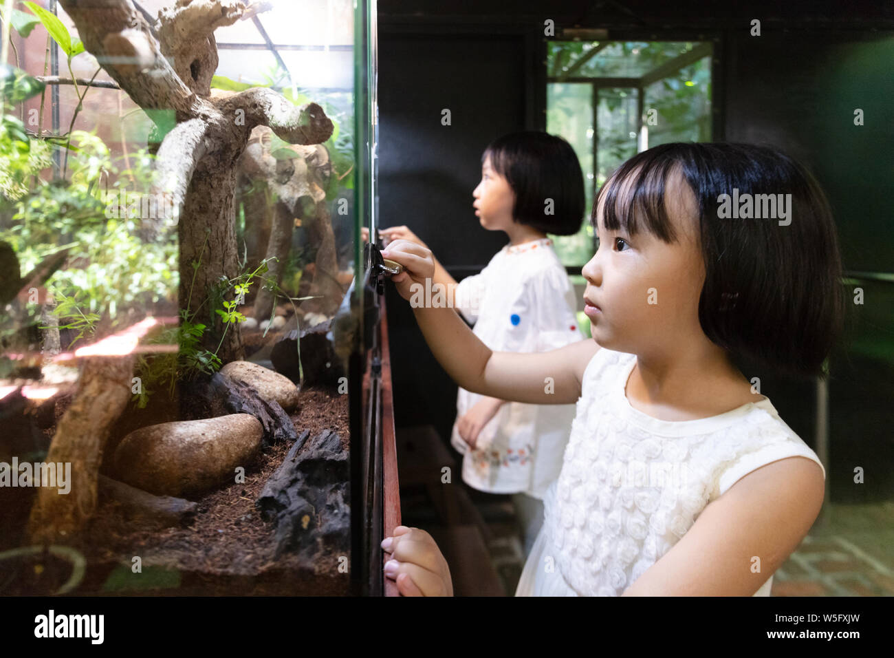 Asian Little Chinese Sisters watching insects at the zoo Stock Photo ...