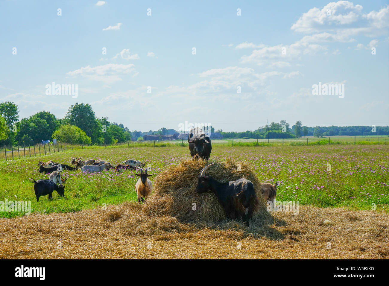 Beautiful goats in the park Stock Photo - Alamy