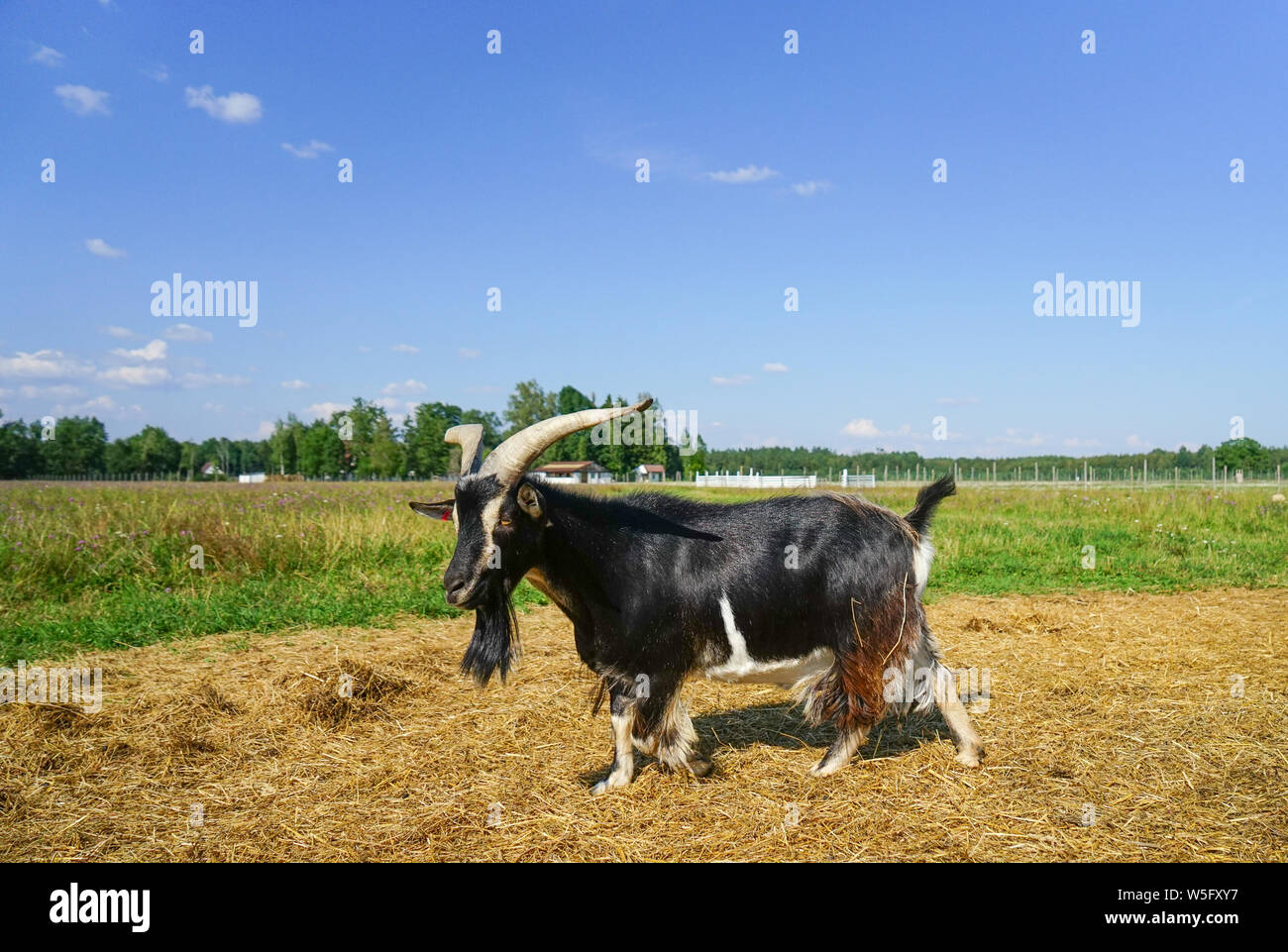 Beautiful goats hi-res stock photography and images - Alamy