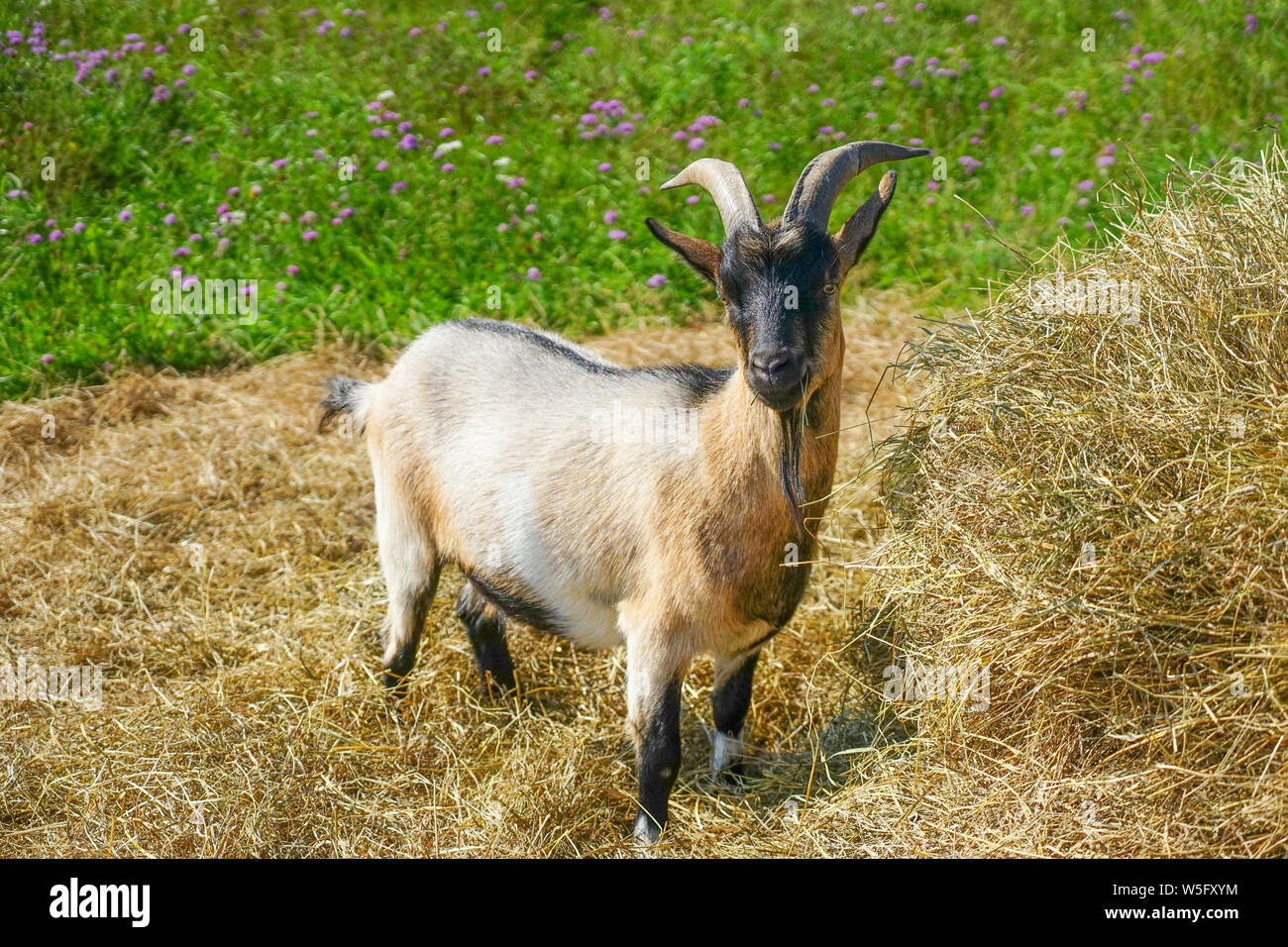 Beautiful goats in the park Stock Photo - Alamy