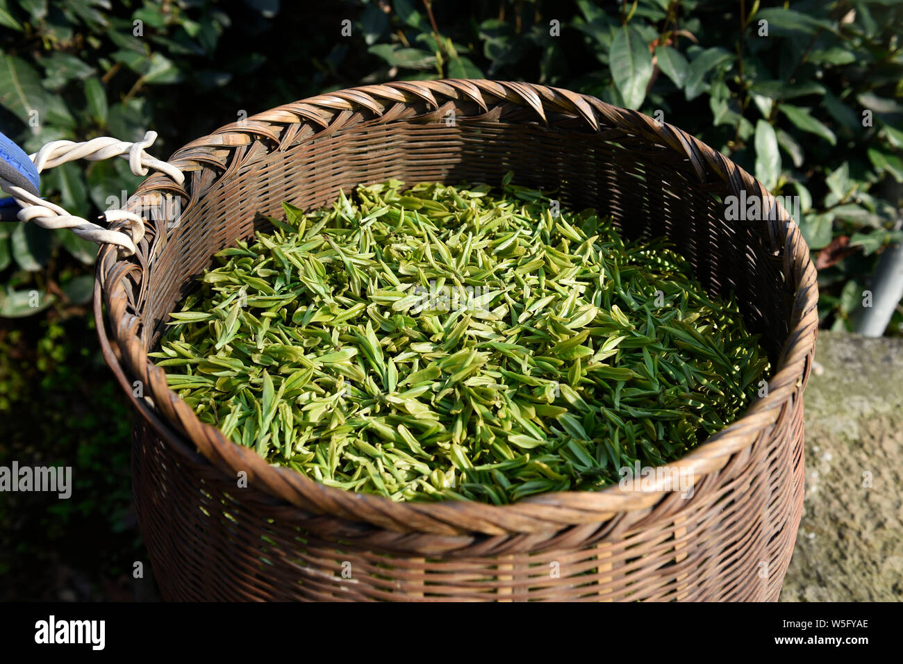 A view of a basket filled with newly-harvested Longjing tea leaves at a ...