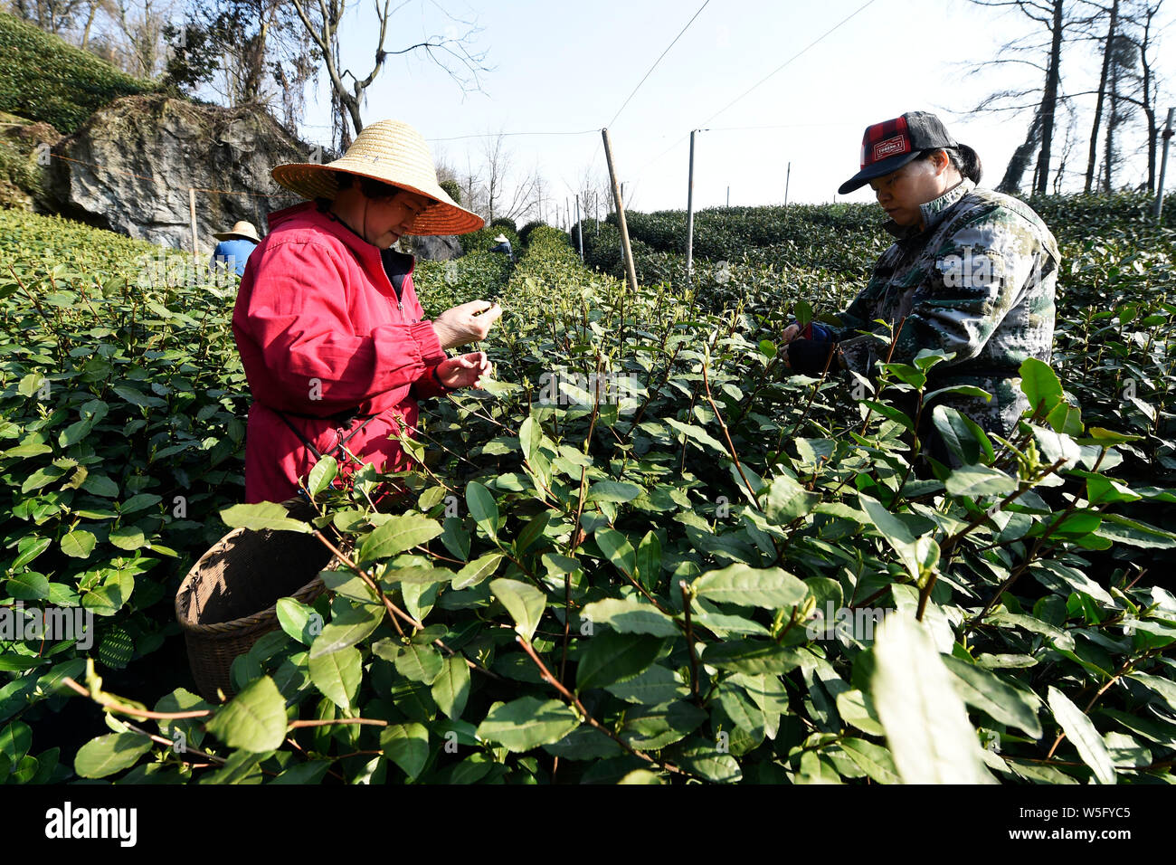 Chinese farmers harvest Longjing tea leaves at a tea plantation in ...