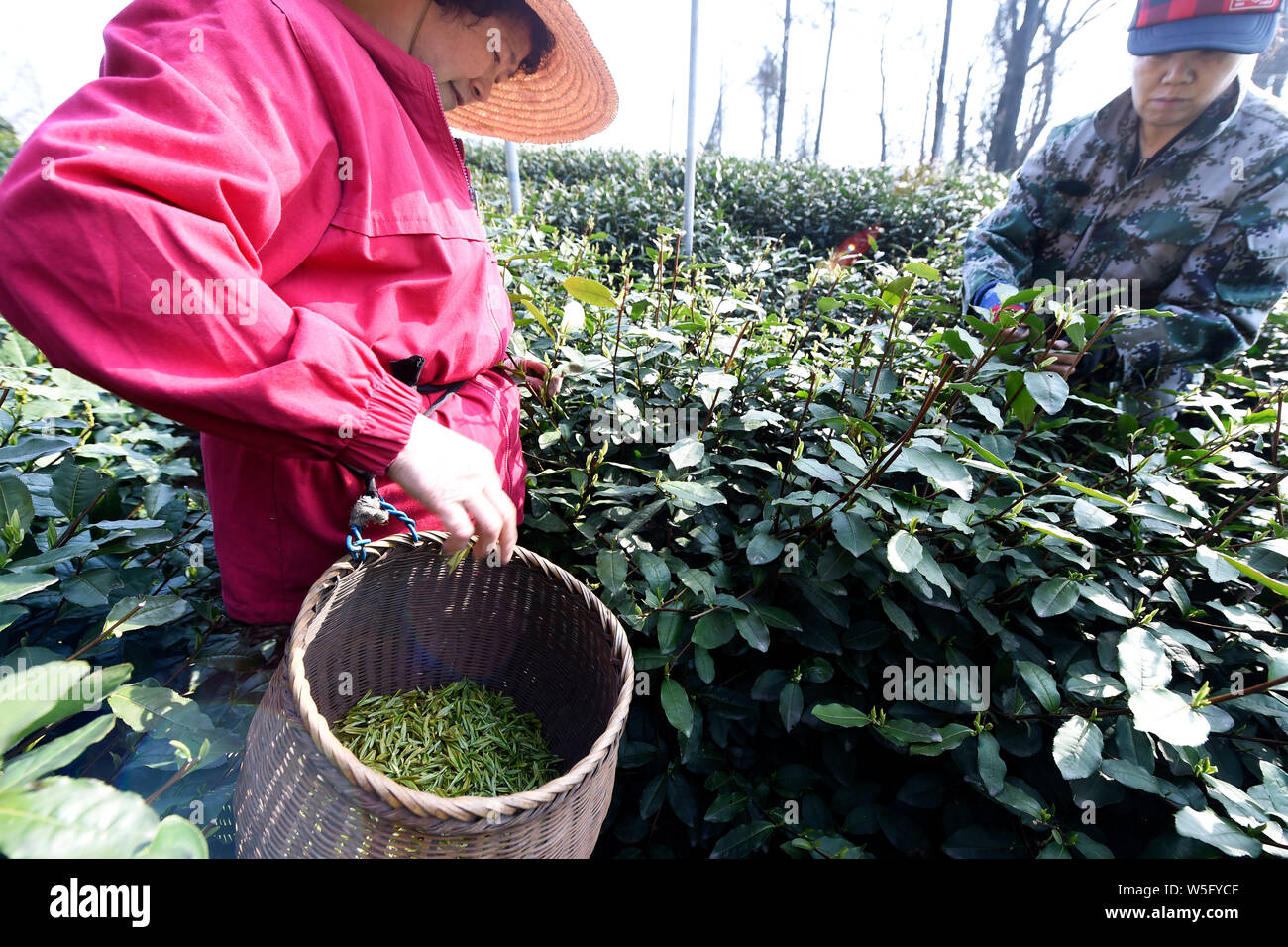 Chinese farmers harvest Longjing tea leaves at a tea plantation in ...
