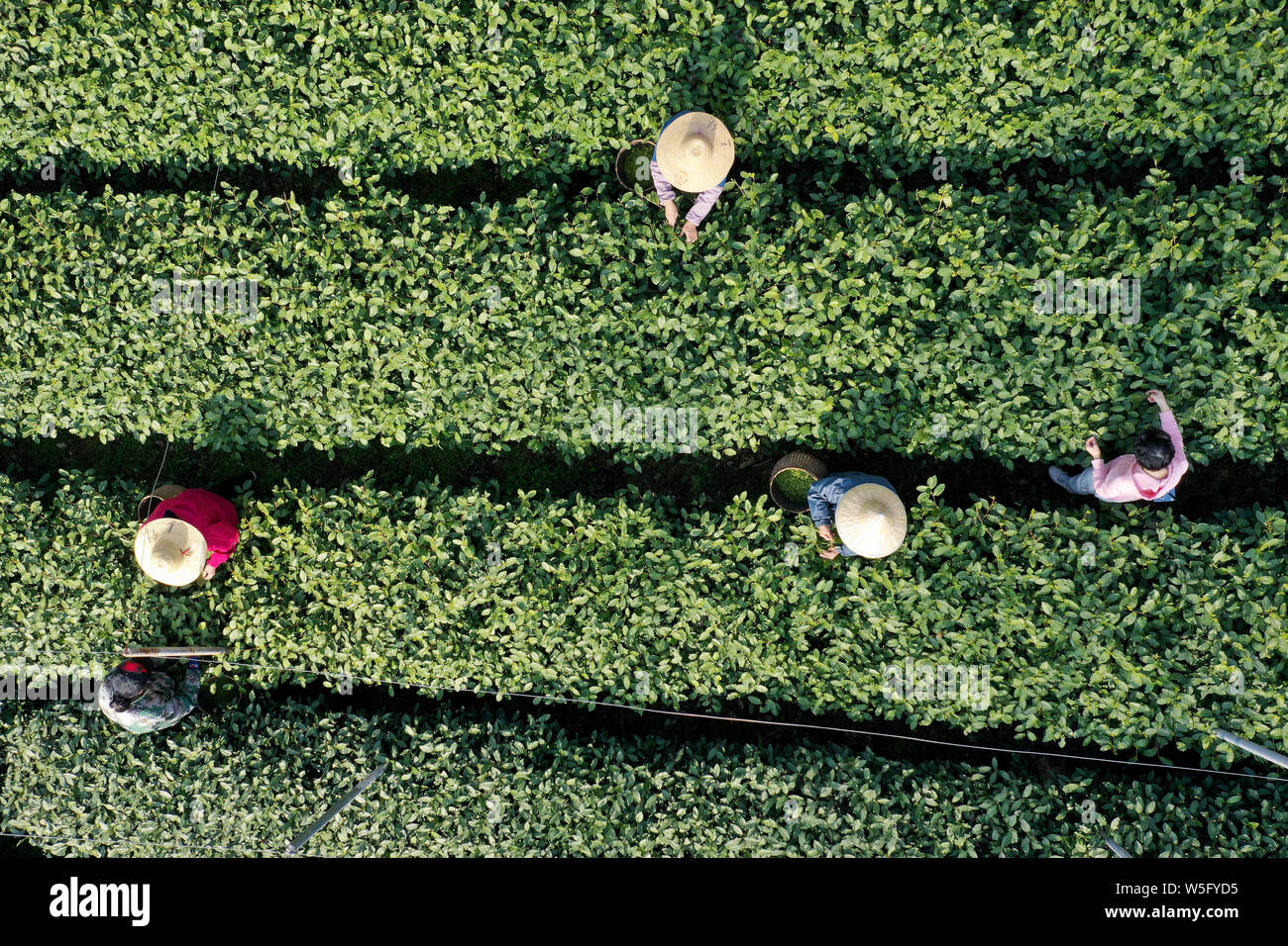 In this aerial view, Chinese farmers harvest Longjing tea leaves at a ...