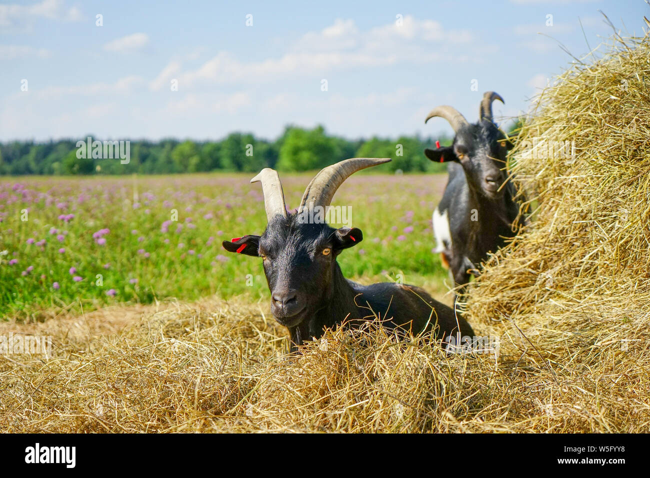Beautiful goats in the park Stock Photo - Alamy