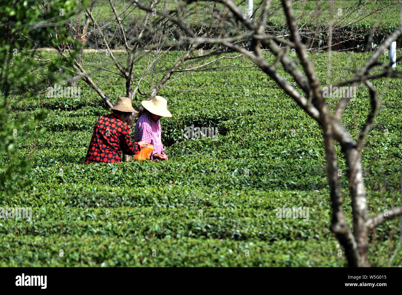 Chinese farmers harvest tea leaves at a tea plantation in Taipingxi ...