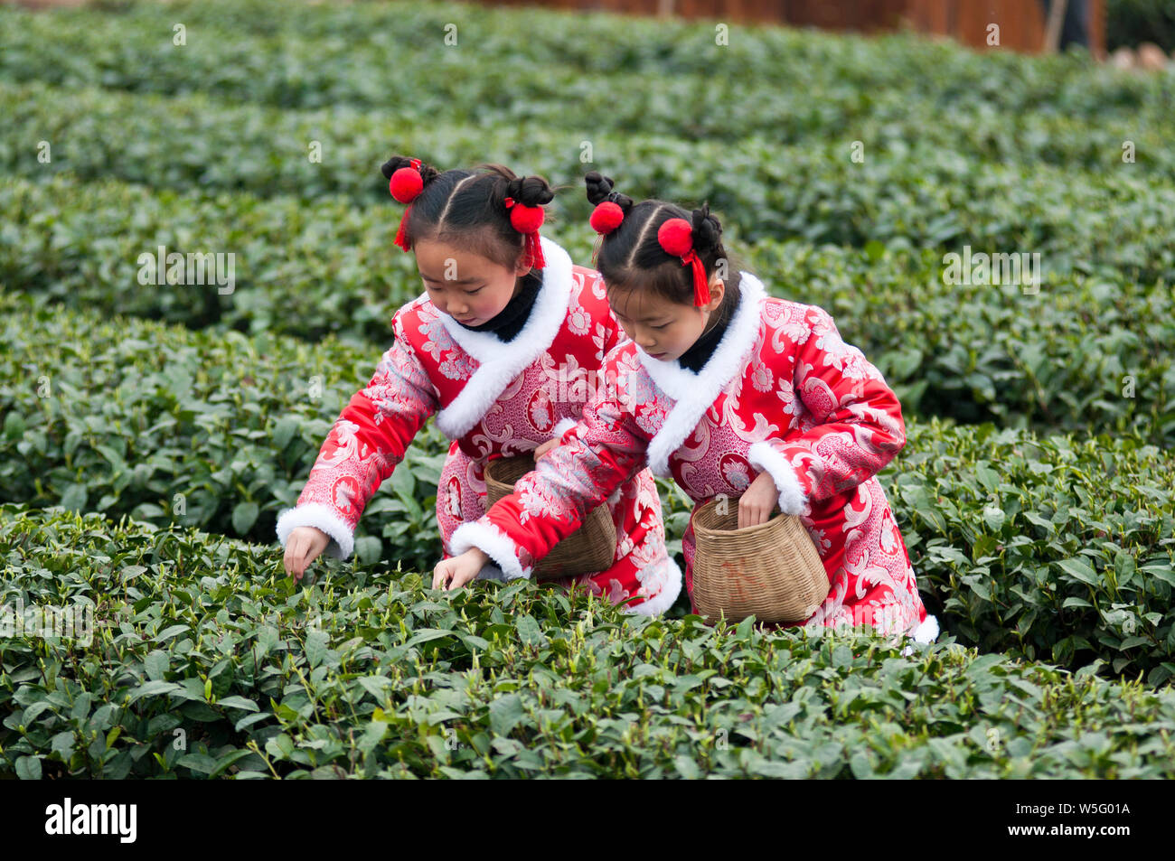 Chinese girls pick spring tea leaves at a tea plantation in Chengdu ...