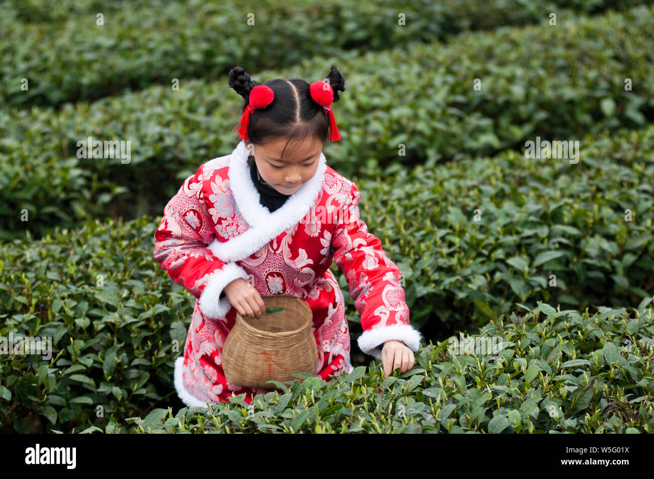 Chinese girls pick spring tea leaves at a tea plantation in Chengdu ...