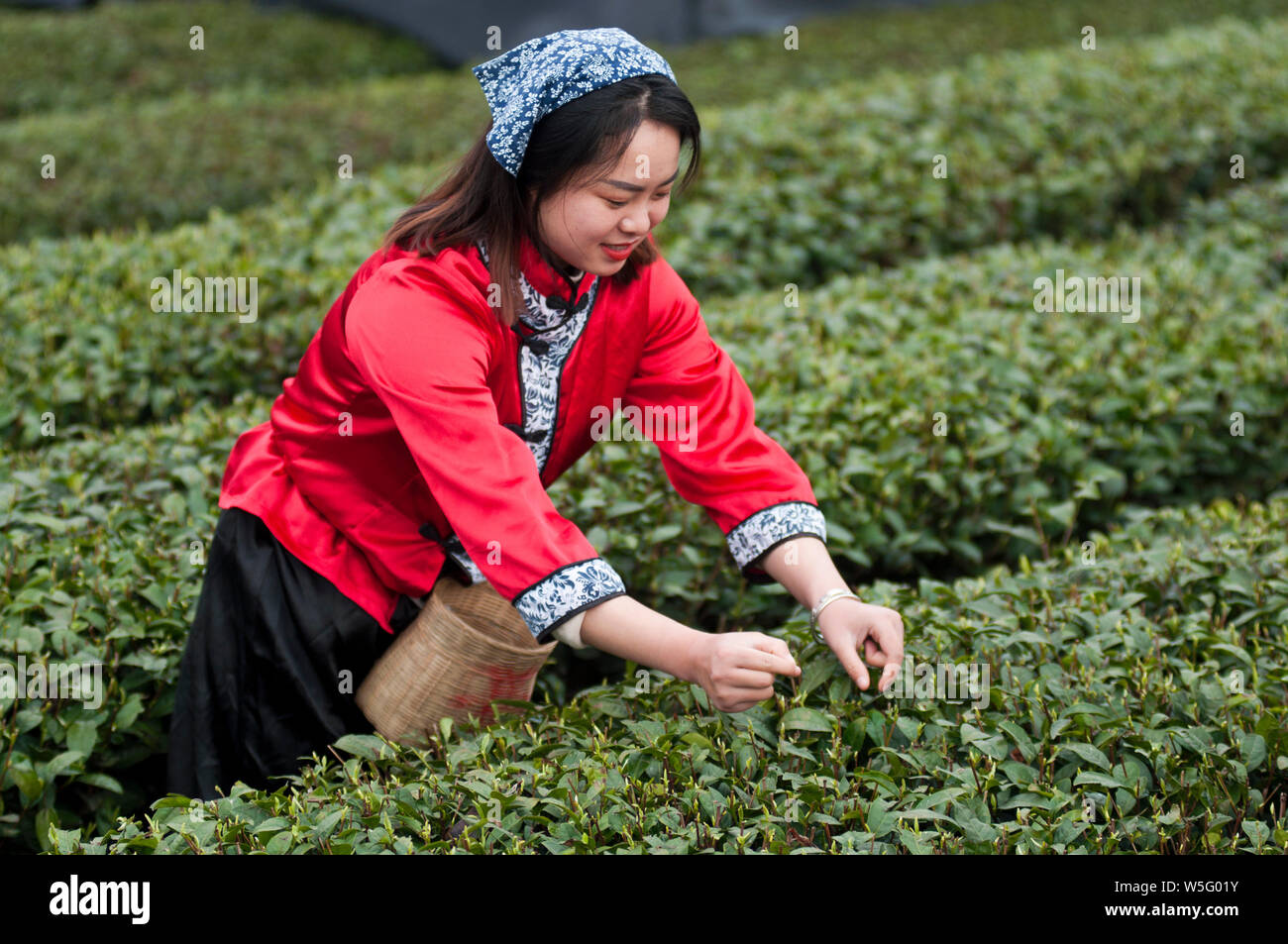 Chinese girls pick spring tea leaves at a tea plantation in Chengdu ...