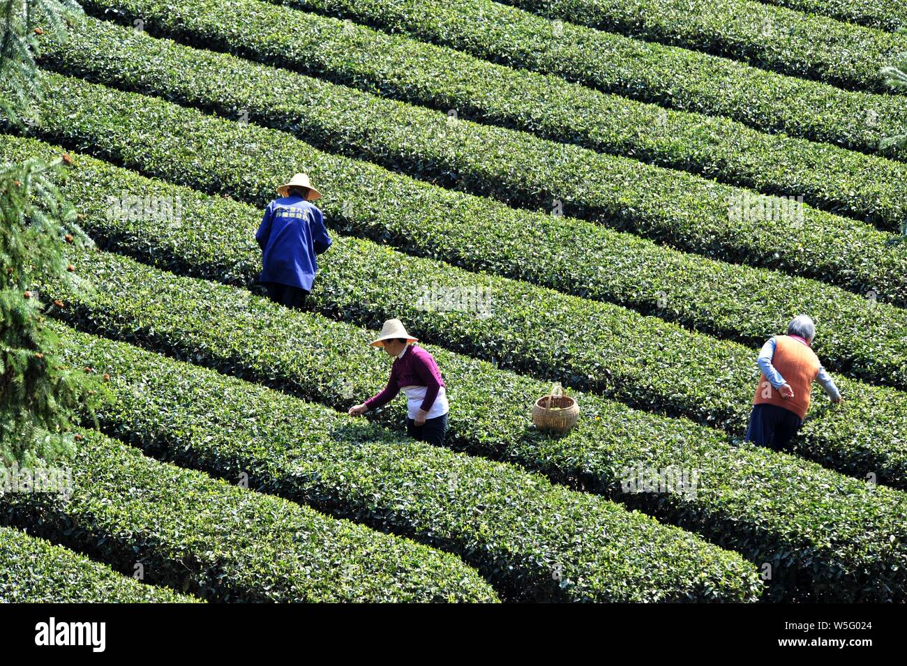 Chinese farmers harvest tea leaves at a tea plantation in Taipingxi ...