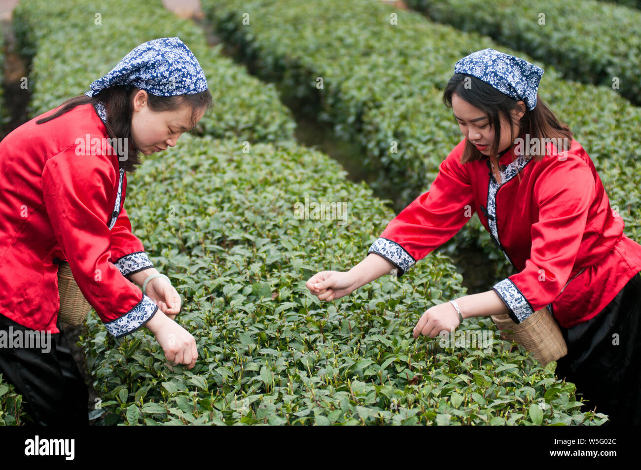 Chinese girls pick spring tea leaves at a tea plantation in Chengdu ...