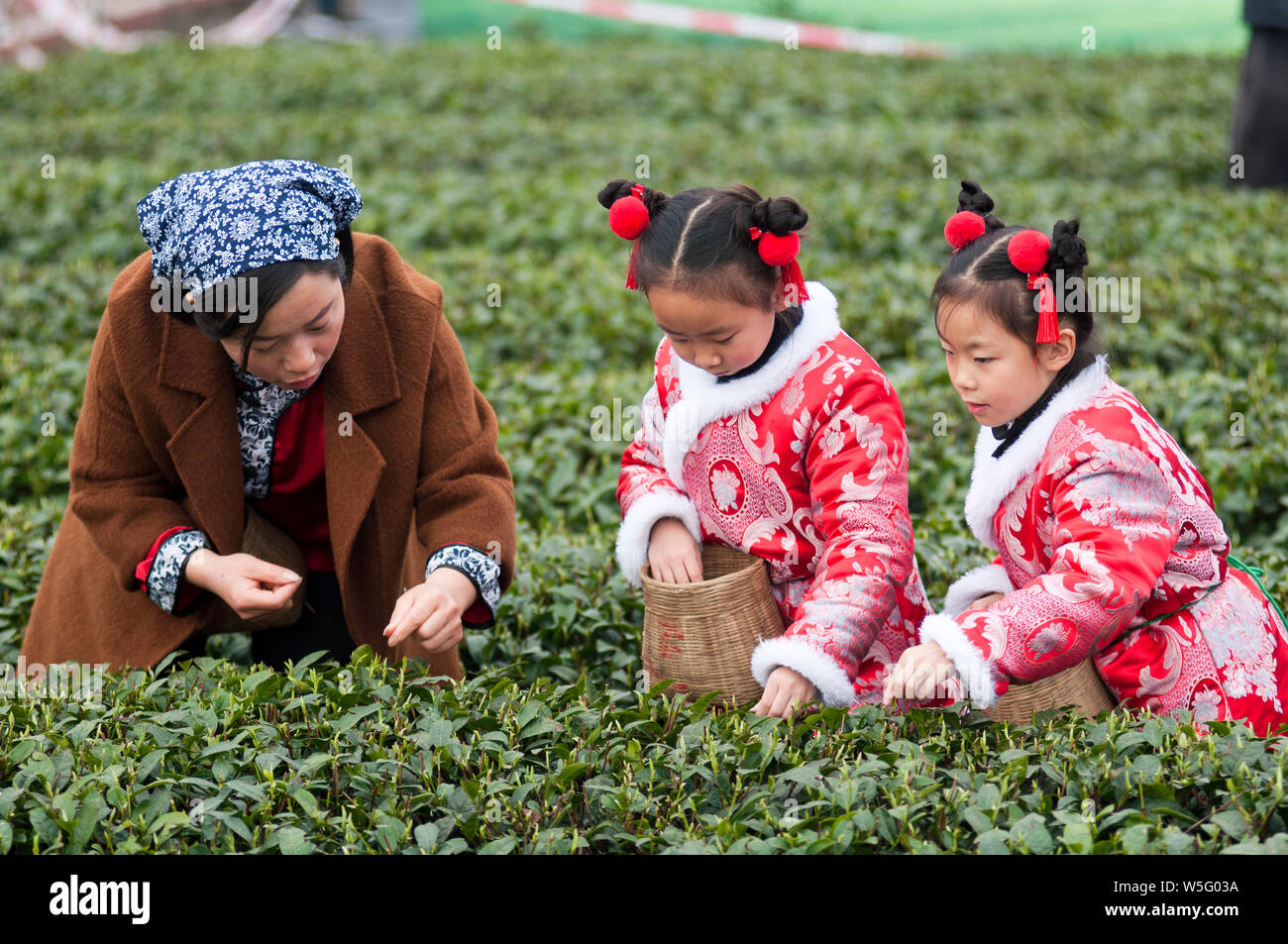 Chinese girls pick spring tea leaves at a tea plantation in Chengdu ...