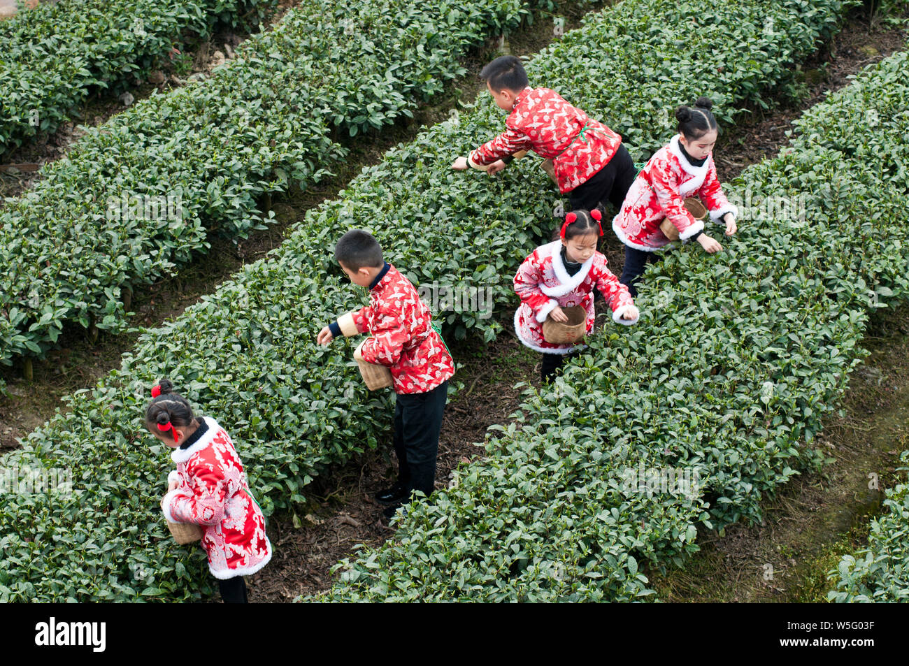 Chinese girls pick spring tea leaves at a tea plantation in Chengdu ...