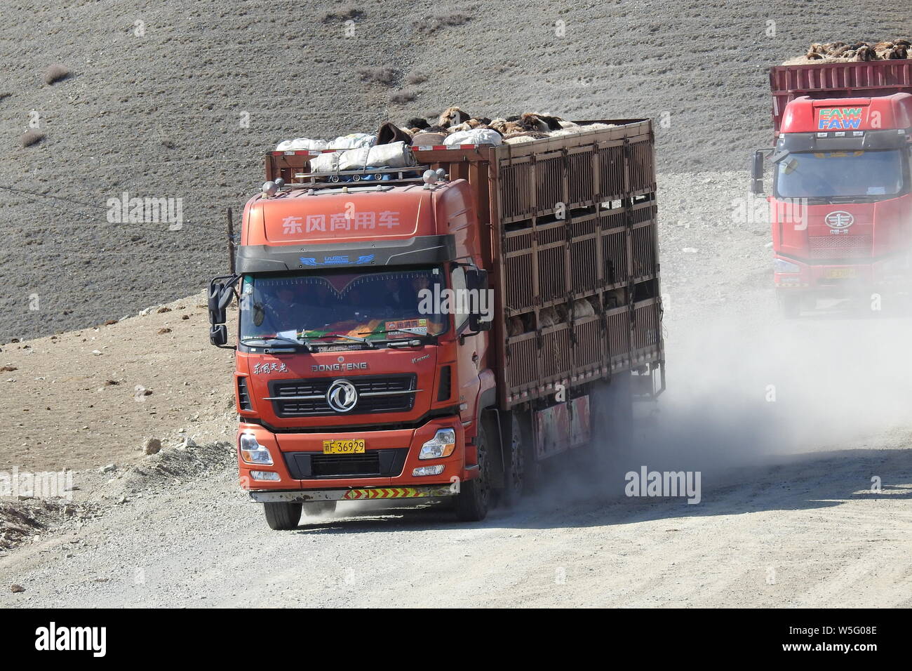 Trucks loaded with a large herd of cattle, sheep and goats to the ...