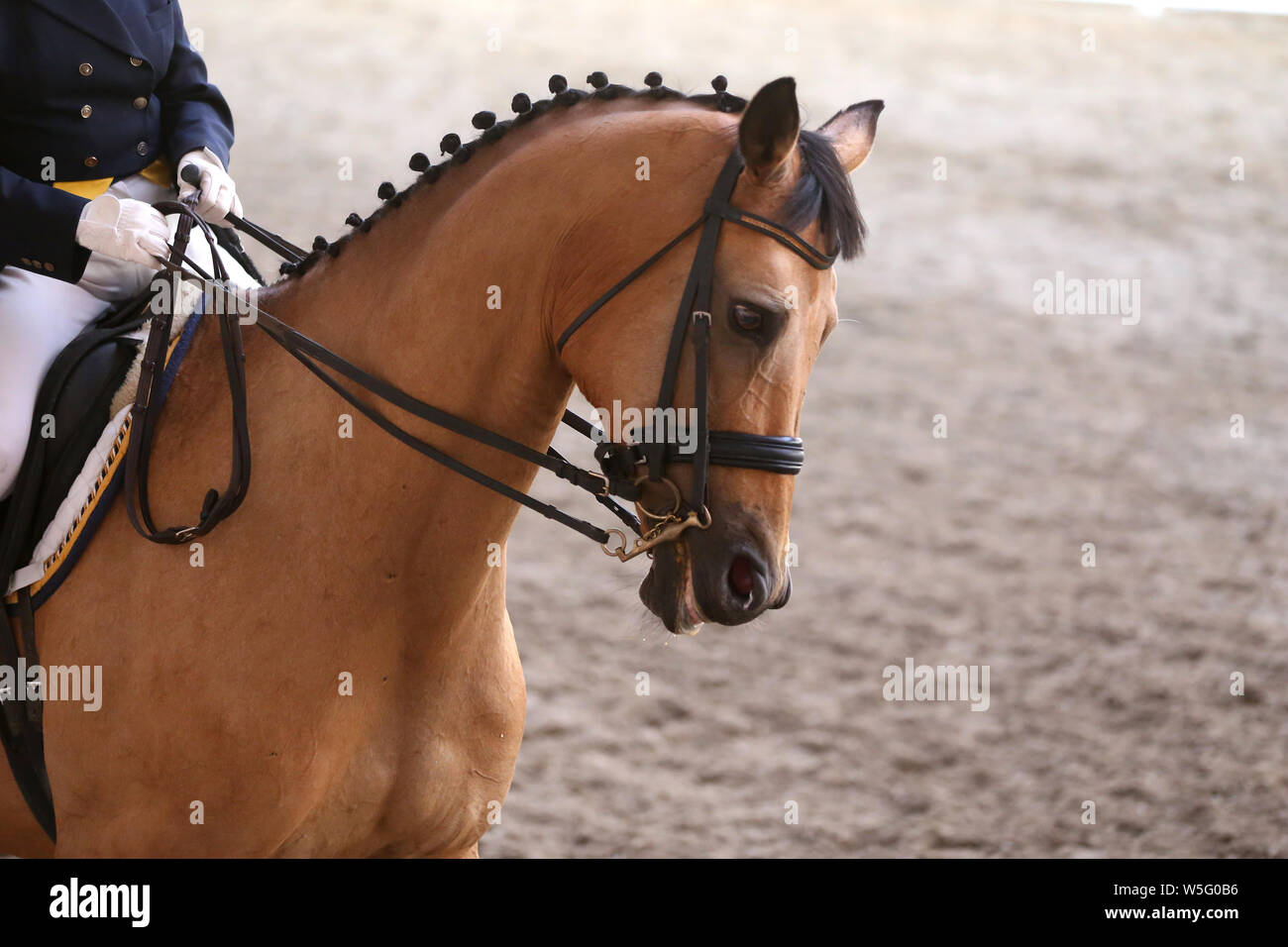 Dressage Horse Head