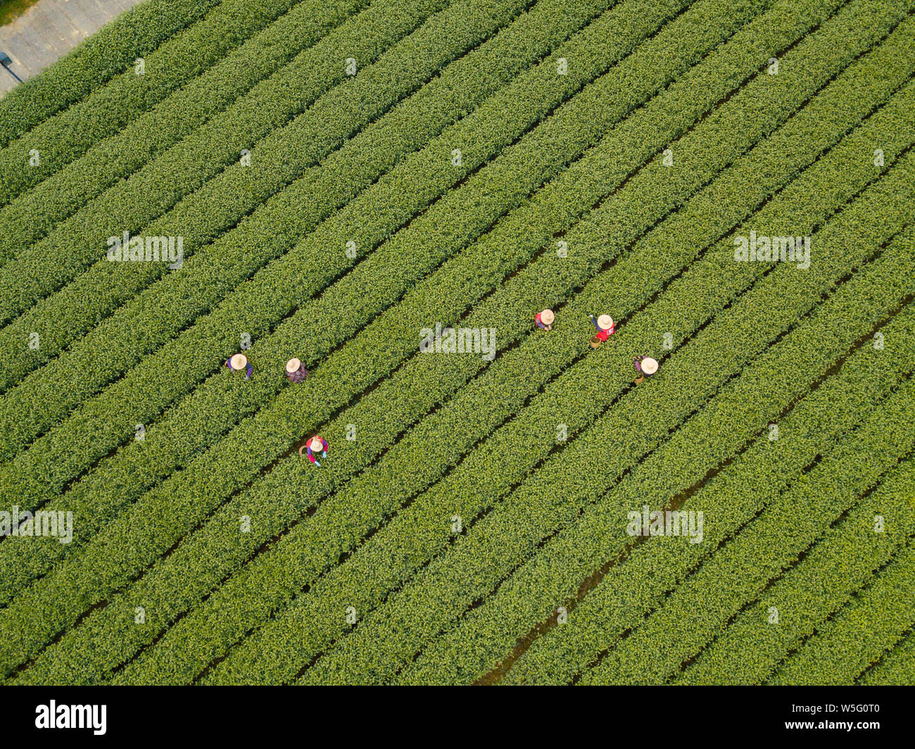 Chinese farmers pick newly-harvested Longjing tea leaves at a tea ...