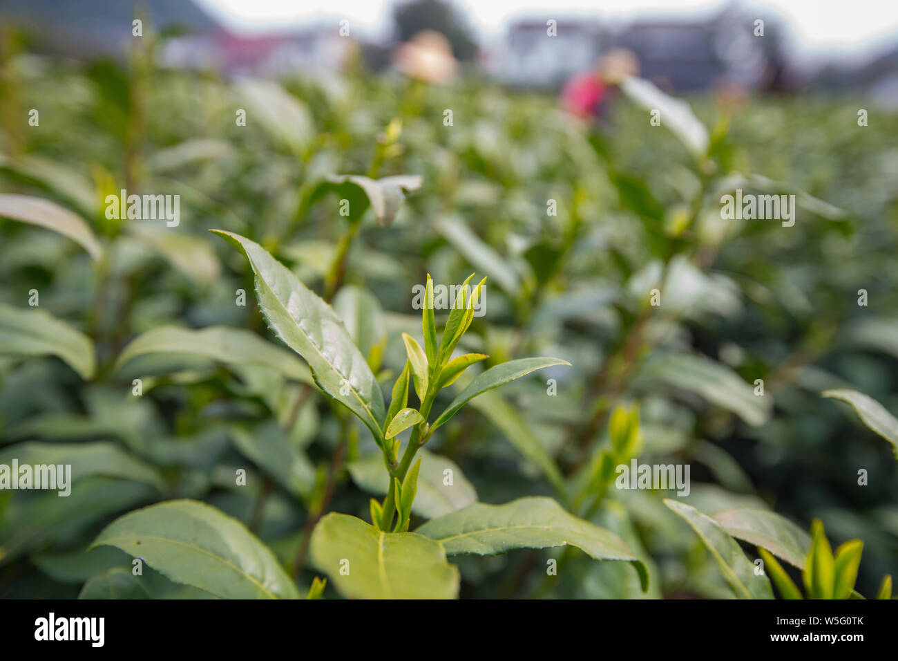 Chinese farmers pick newly-harvested Longjing tea leaves at a tea ...