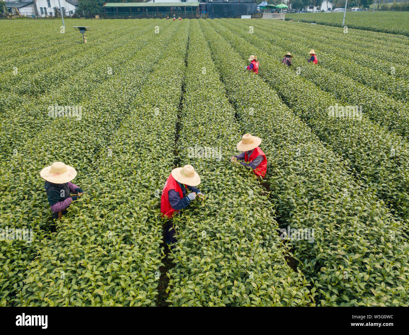 Chinese farmers pick newly-harvested Longjing tea leaves at a tea ...