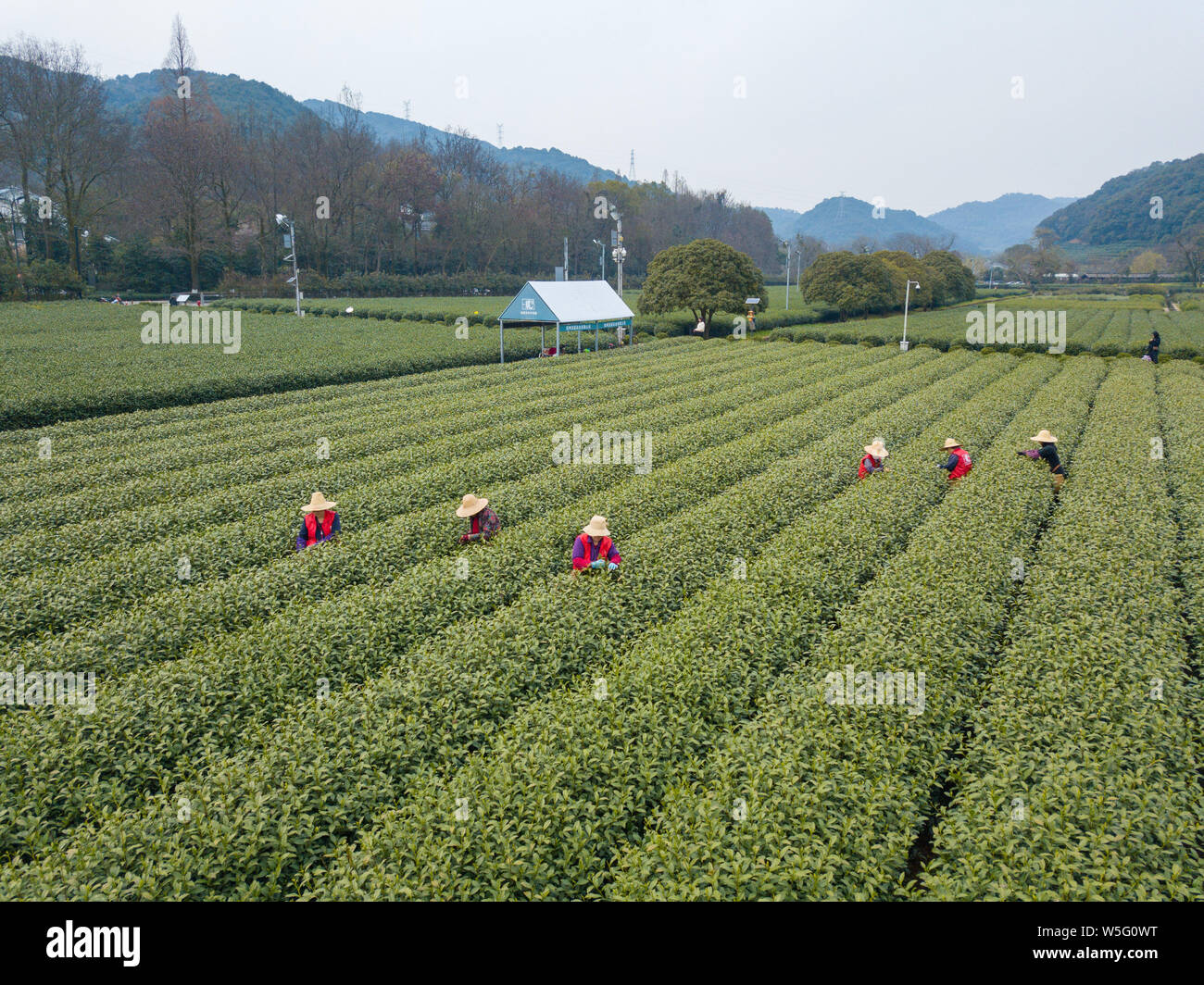 Chinese farmers pick newly-harvested Longjing tea leaves at a tea ...