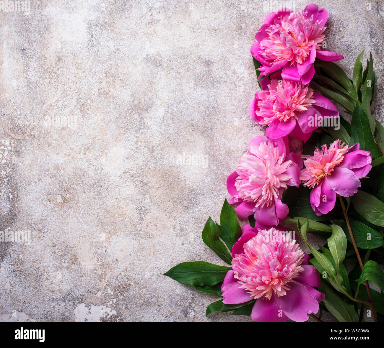 Pink peony flowers on light background Stock Photo - Alamy