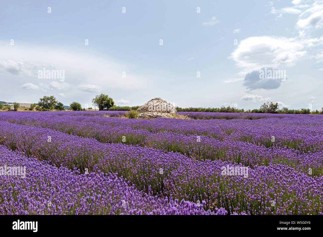 Stone house in the middle of violet lavender field. Rock pile ...