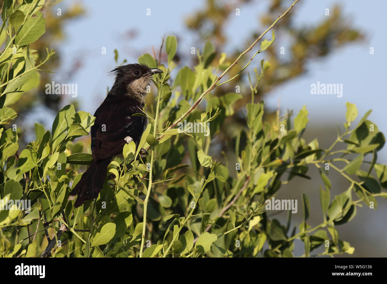 Jakobinerkuckuck / Jacobin cuckoo / Clamator jacobinus Stock Photo - Alamy