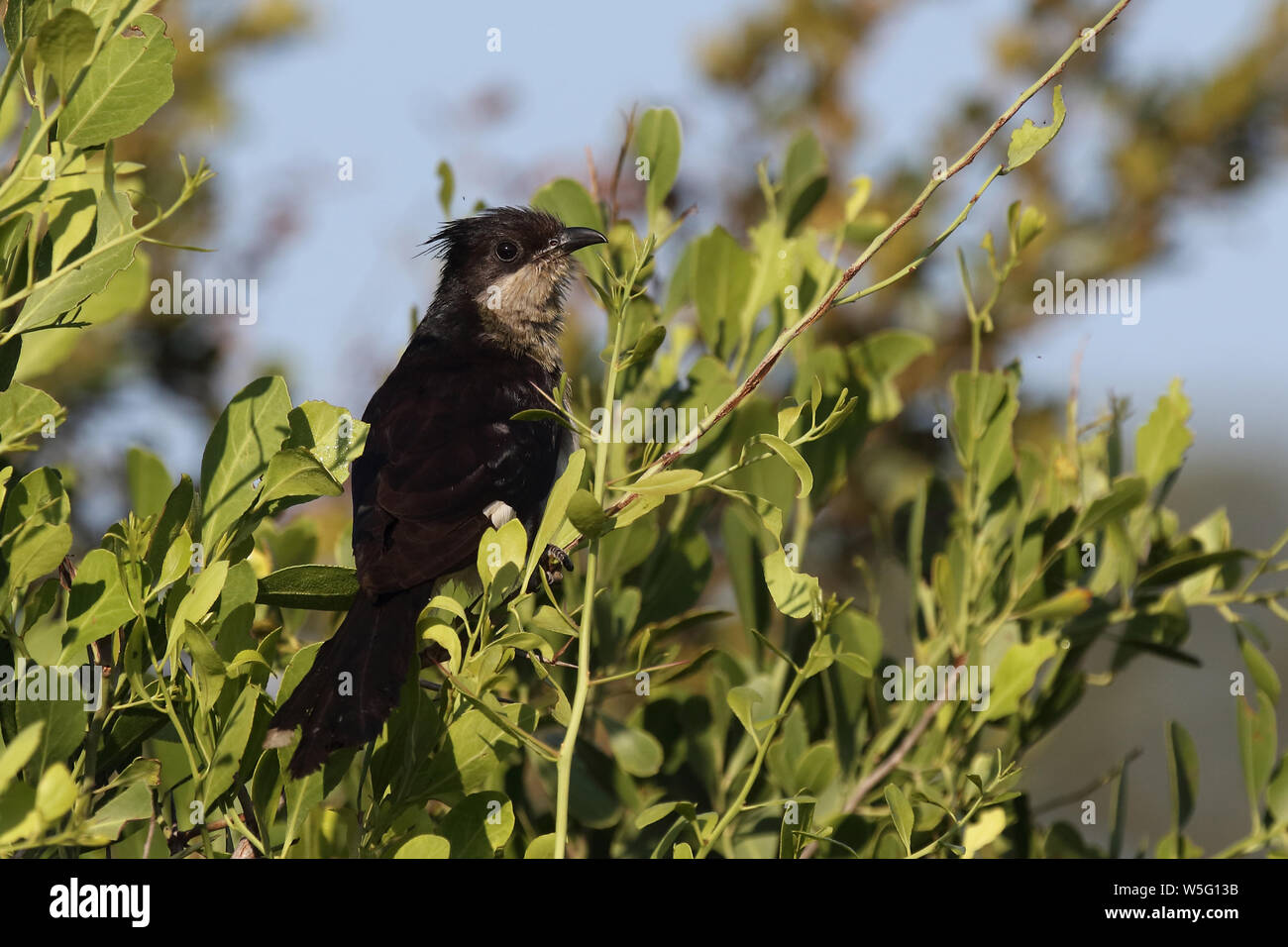Jakobinerkuckuck / Jacobin cuckoo / Clamator jacobinus Stock Photo - Alamy