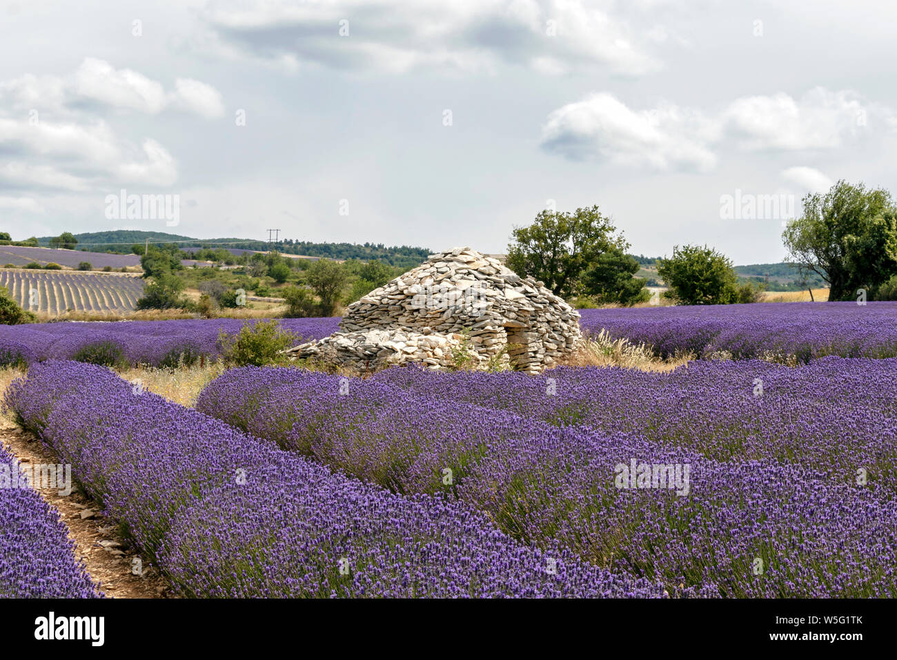 Stone house in the middle of violet lavender field. Rock pile ...