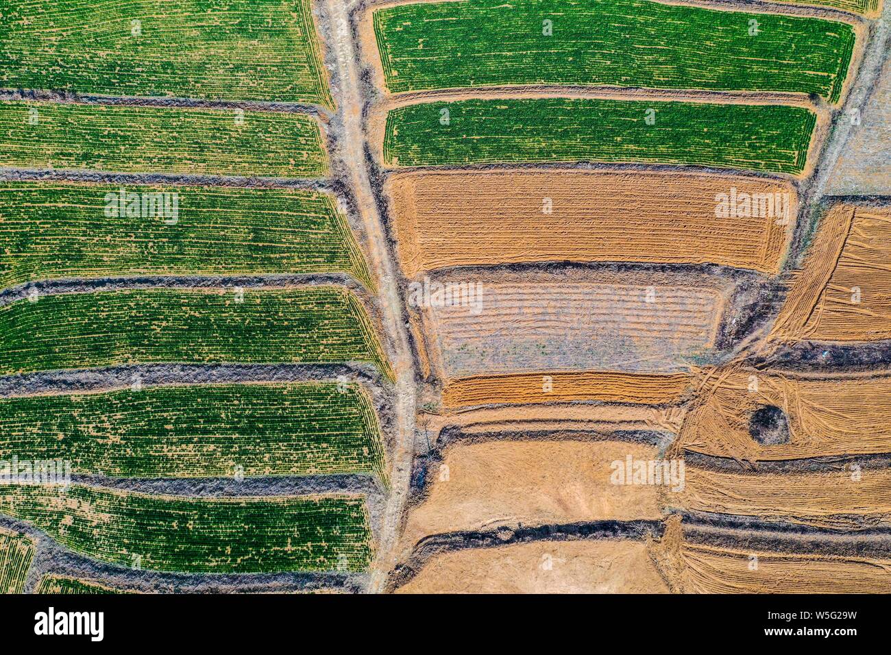 Aerial view of the green paddy fields featuring the shape of emeralds ...