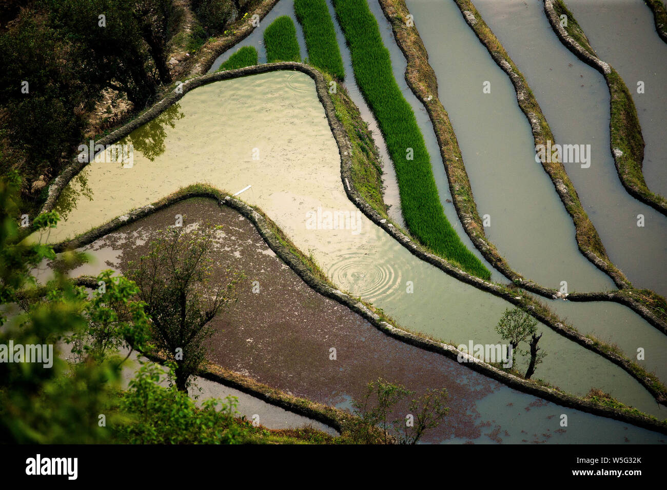 Landscape of the Yuanyang Rice Terraces in Yuanyang county, Honghe Hani ...
