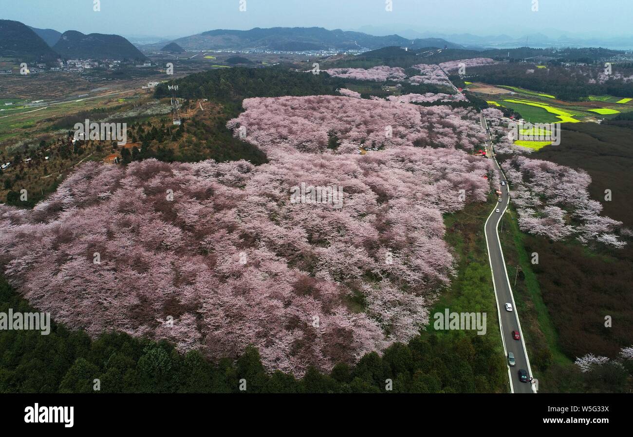 Tourists enjoy the scenery of cherry blossoms in full bloom at a flower ...