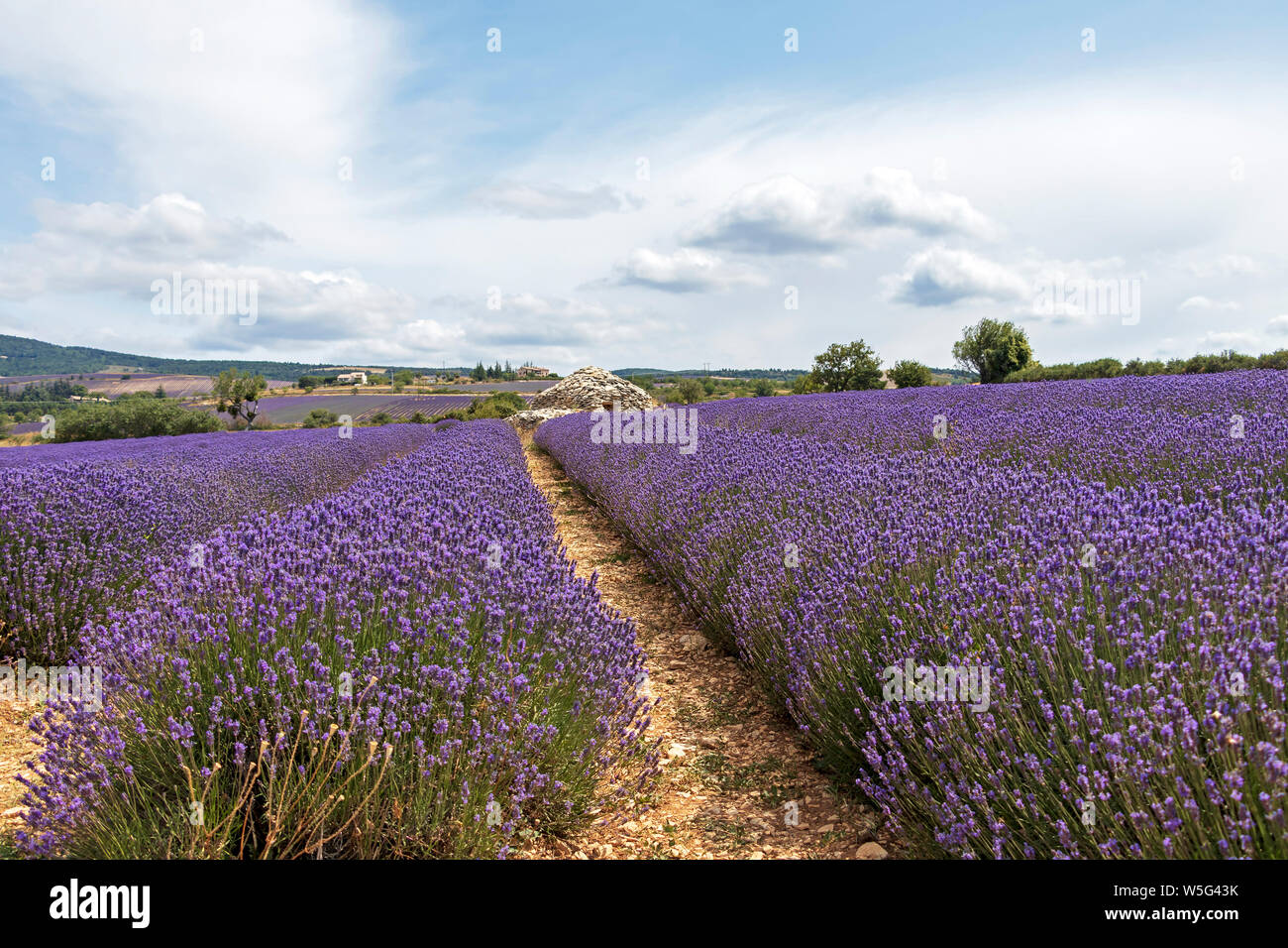 Stone house in the middle of violet lavender field. Rock pile ...