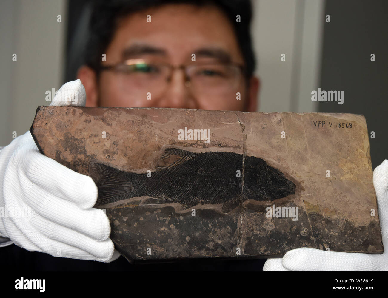 Chinese scientist Xu Guanghui shows the new fish genus living 244 ...
