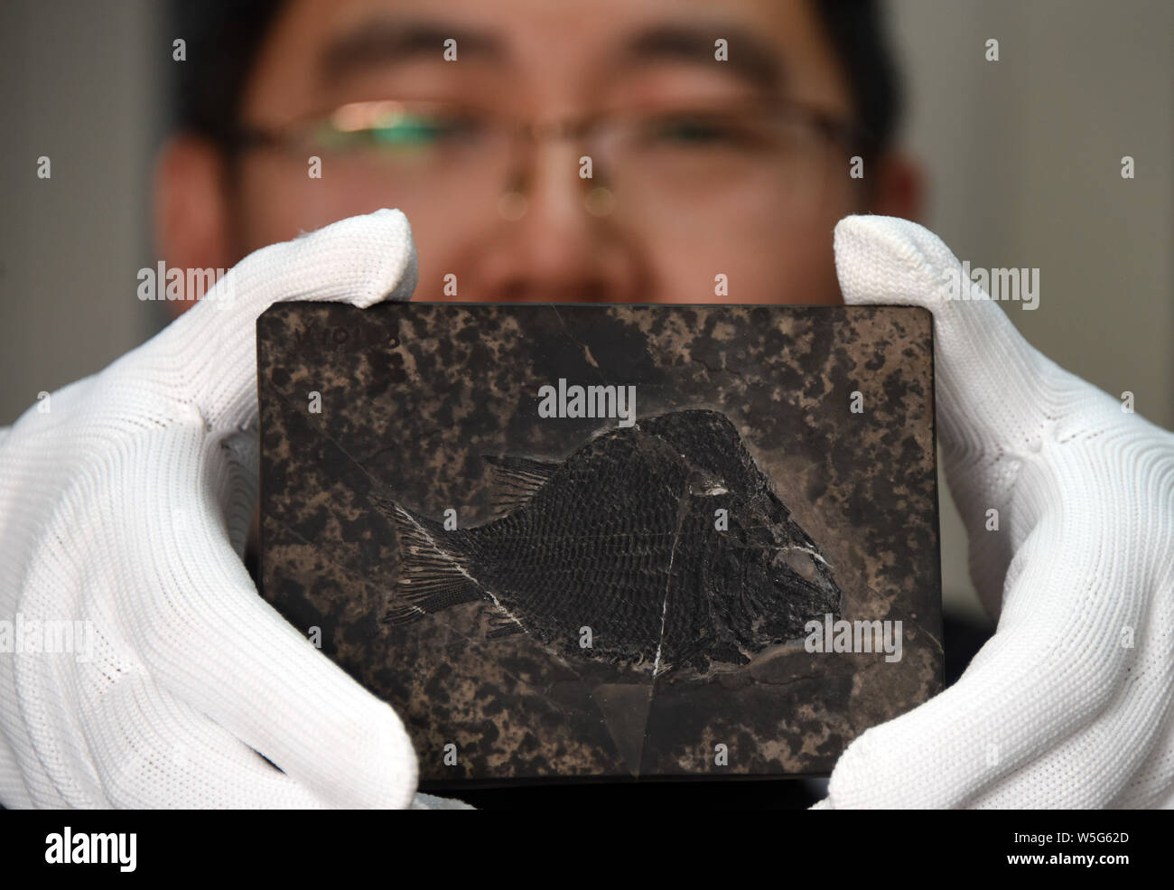 Chinese scientist Xu Guanghui shows the new fish genus living 244 ...