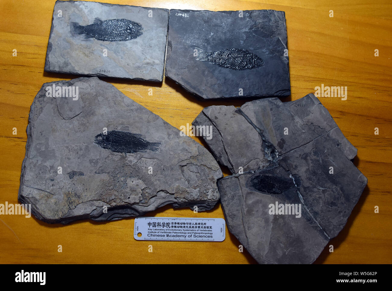 Chinese scientist Xu Guanghui shows the new fish genus living 244 ...