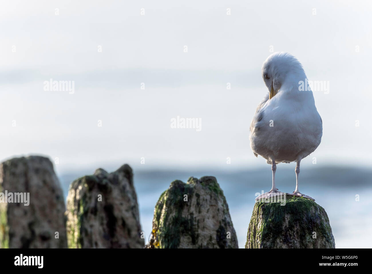 Close eyes and stand on one leg hi-res stock photography and images - Alamy