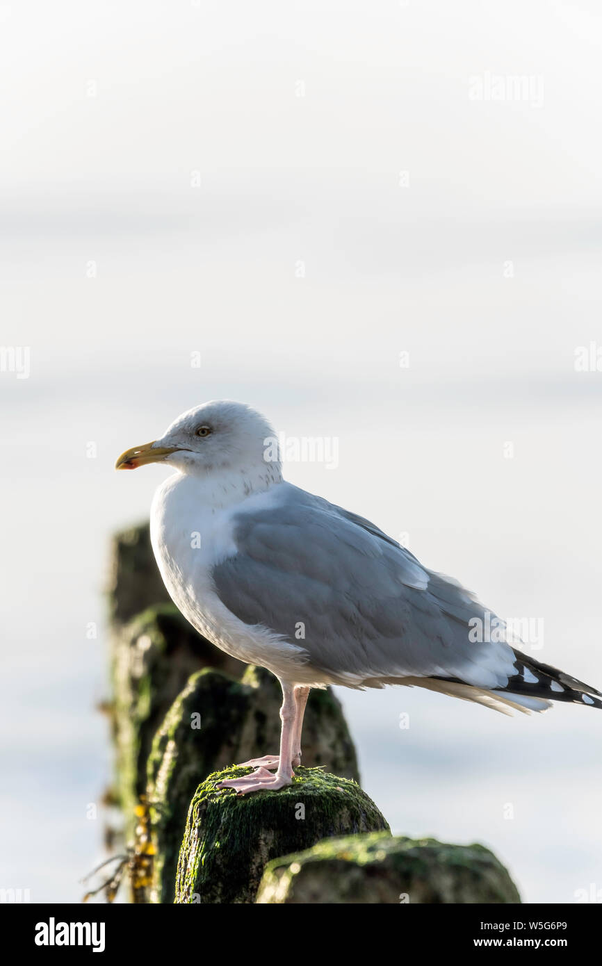 Close eyes and stand on one leg hi-res stock photography and images - Alamy