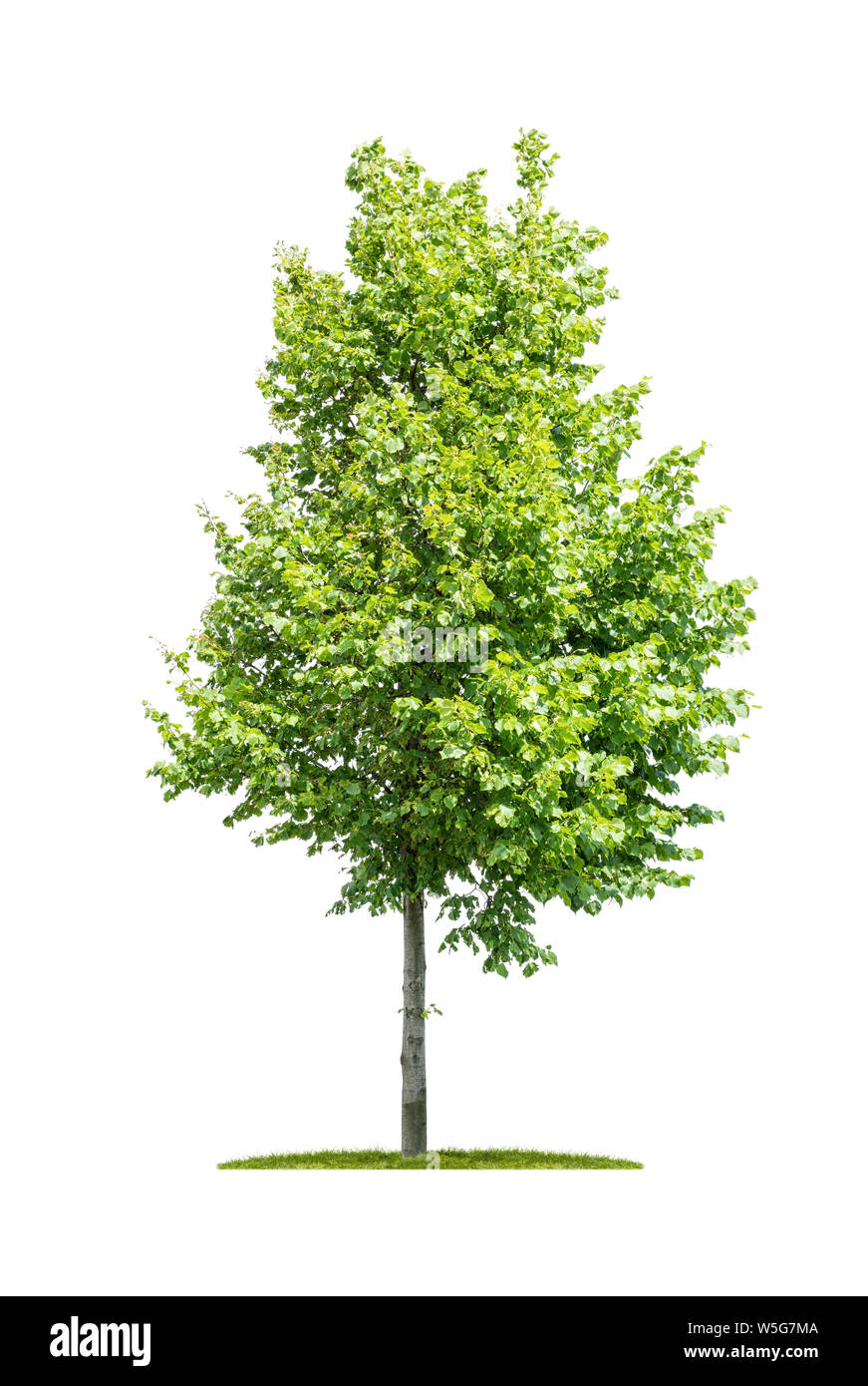 Forestry solitaire Cut Out Stock Images & Pictures - Alamy